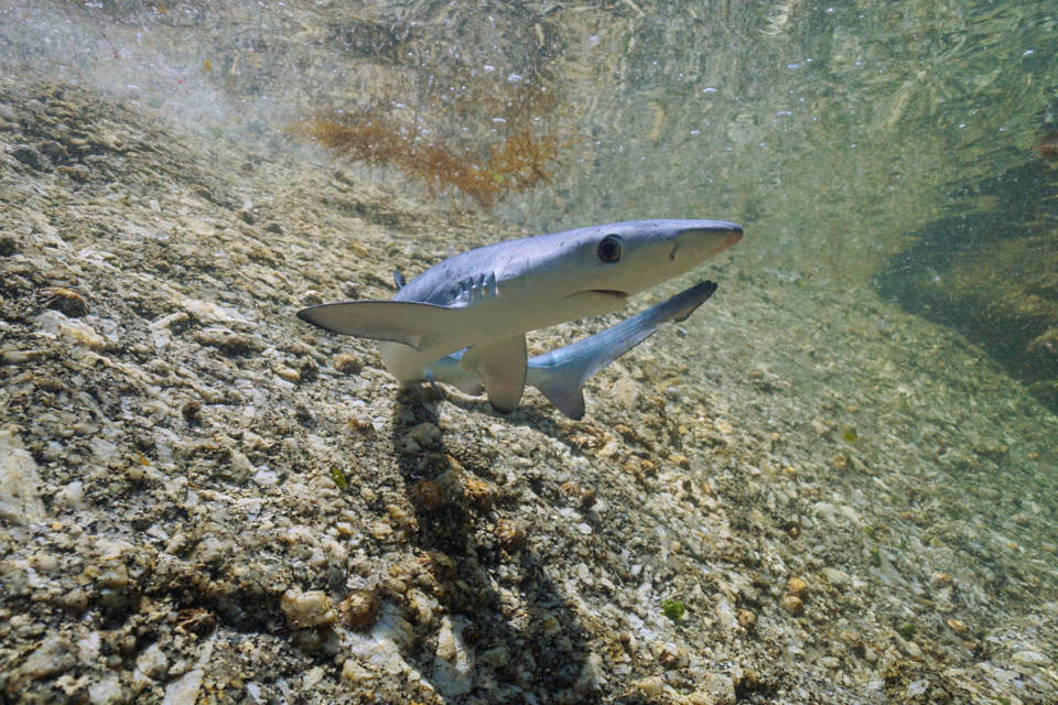 Tiburones azules o tintoreras: ¿Son peligrosos? ¿Qué hacer si te ...