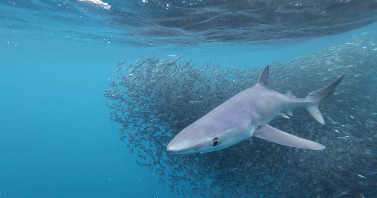 Tiburones azules o tintoreras: ¿Son peligrosos? ¿Qué hacer si te ...