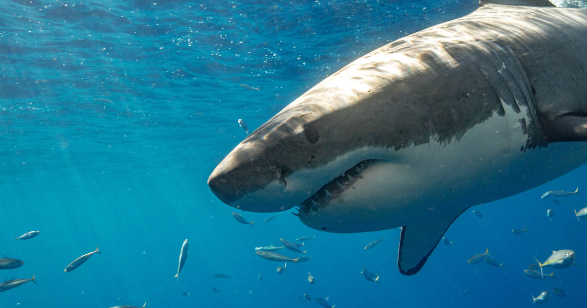 Estos son los 5 países con más ataques de tiburones