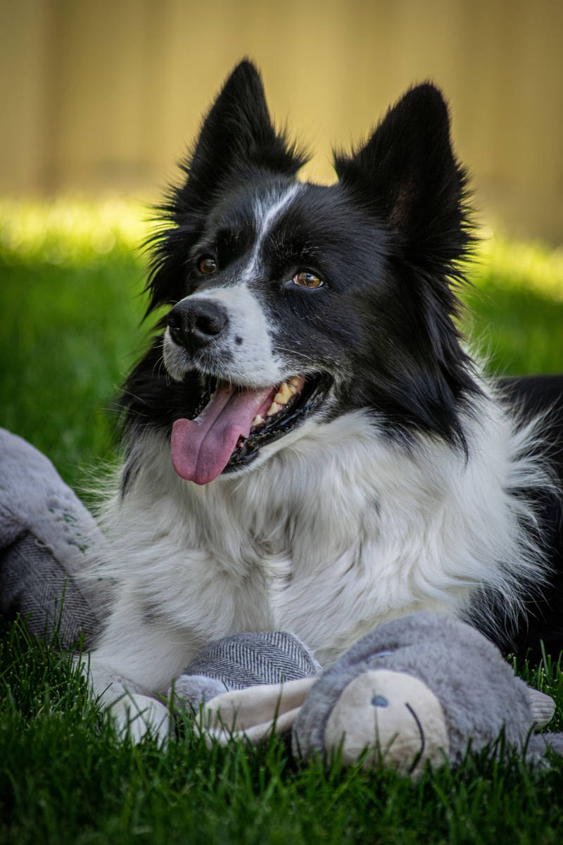 ¿Cuál es el perro más inteligente?