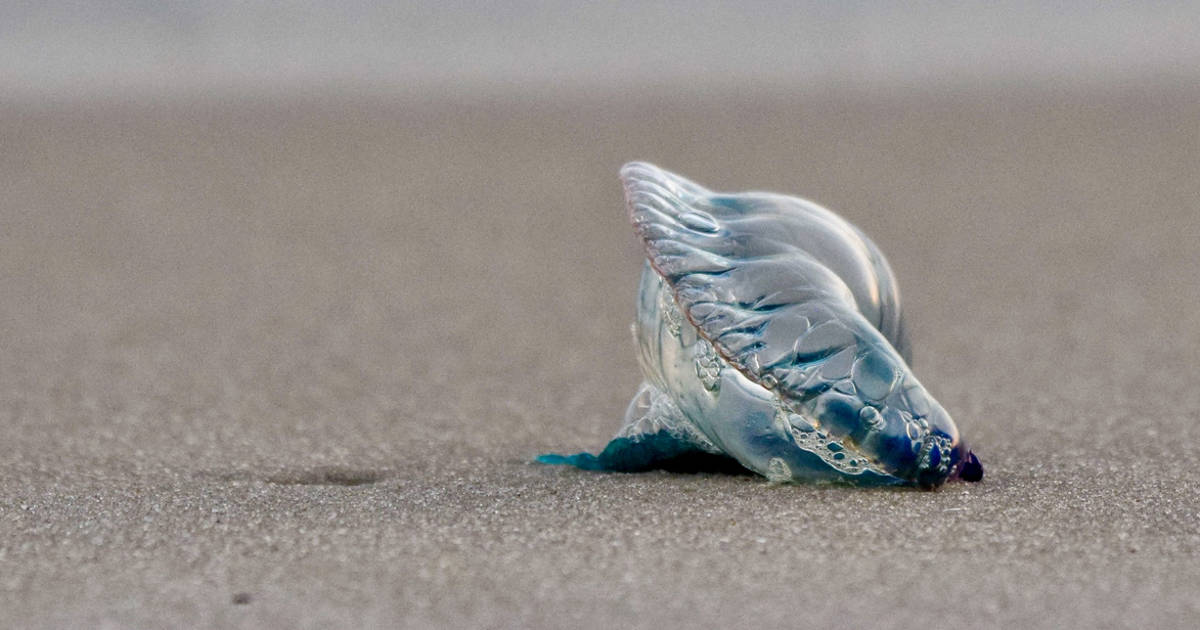 ¿Qué son las carabelas portuguesas y qué hacer si una te pica?