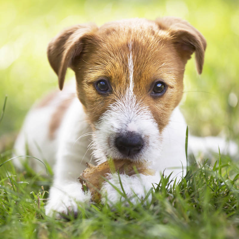 Es Un Perro Un Perro