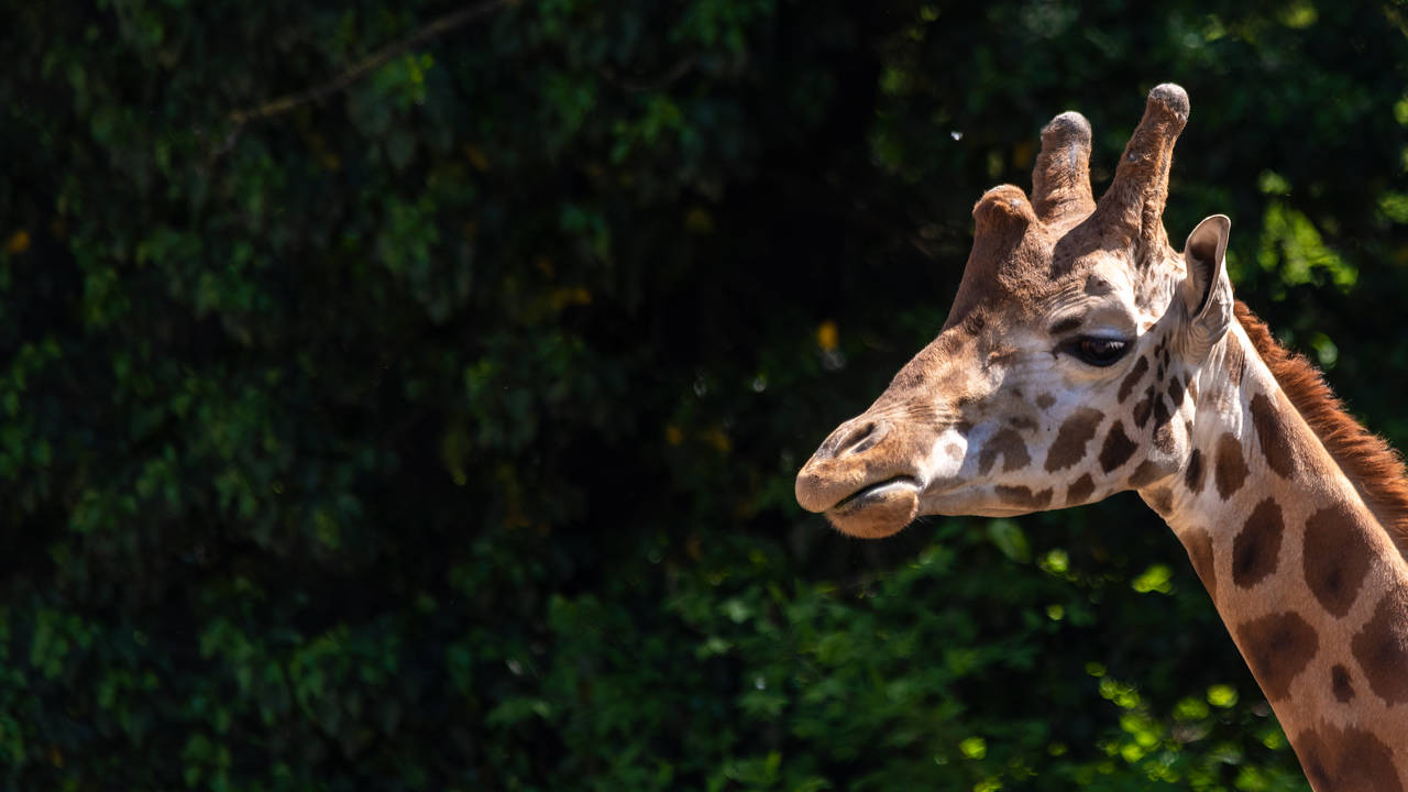 El enigma de las jirafas: la comida y no el sexo explicaría el largo de su cuello