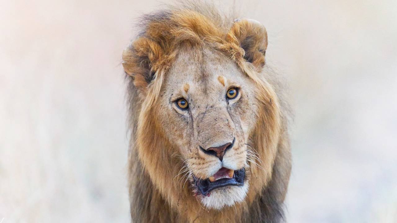 Durante la Luna llena, los leones usan más las carreteras humanas