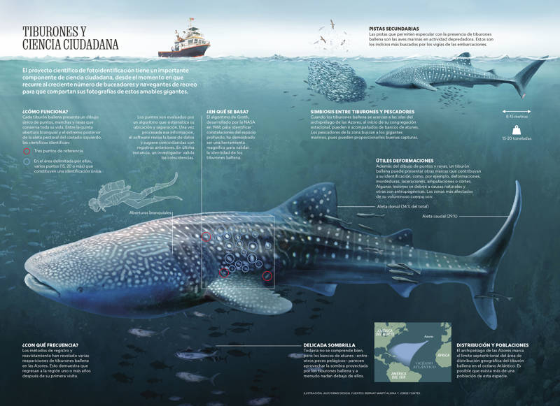 Anatomía Del Tiburón Ballena Anatomía Del Tiburón Ballena Biólogo