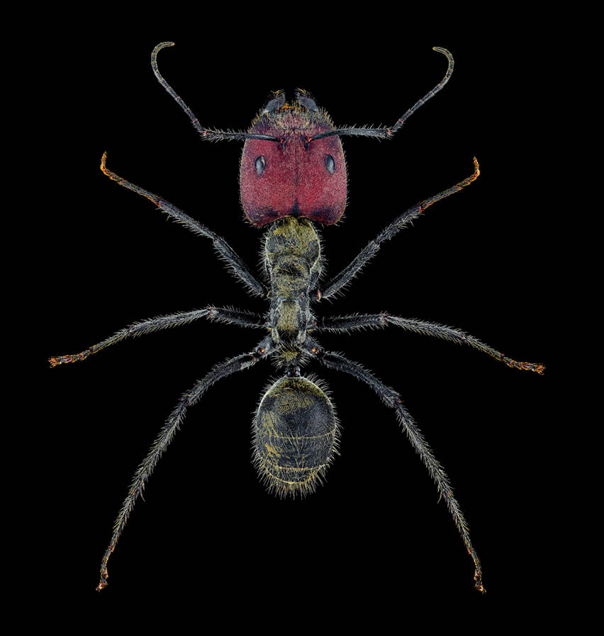 Las hormigas son aún más bellas cuando las miramos de cerca