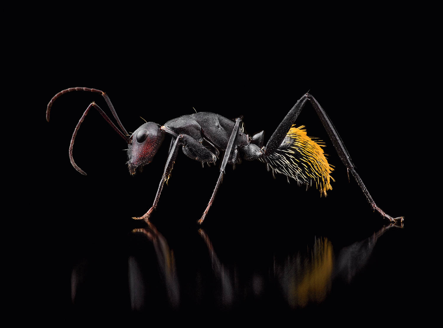 Las hormigas son aún más bellas cuando las miramos de cerca