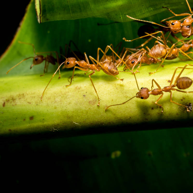 Hormigas locas en Barcelona: ¿cómo es esta especie invasora?