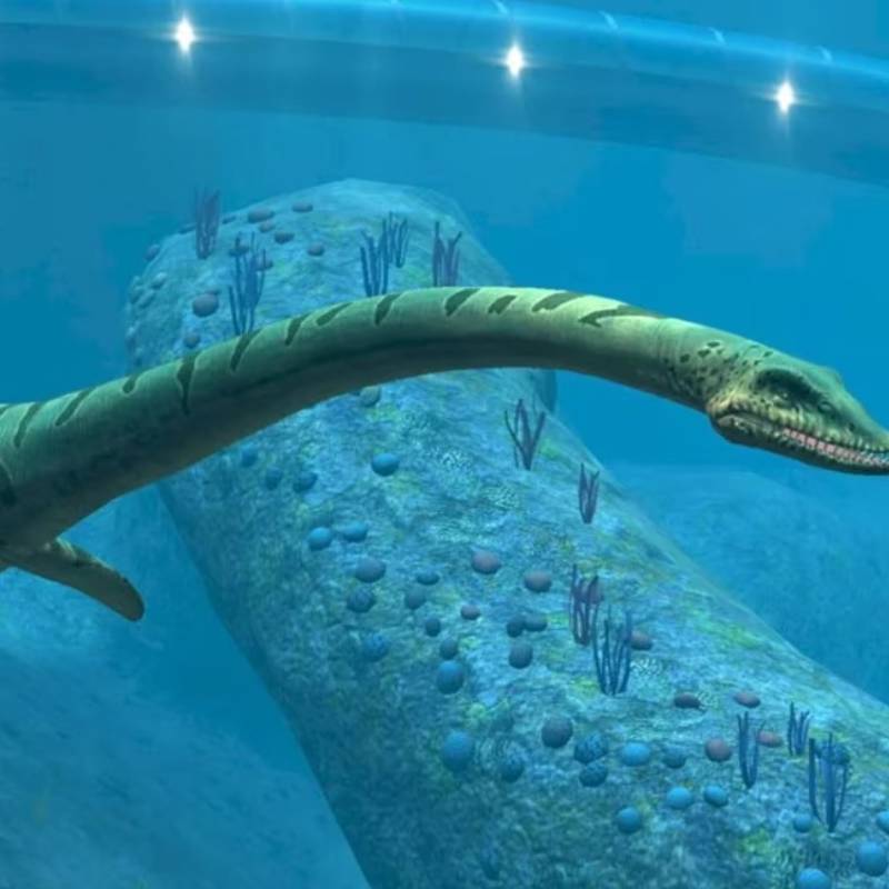 Plesiosaurios, los aterradores reptiles marinos que convivieron con los ...