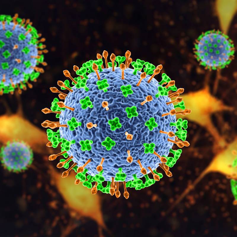 Virus del Nilo Occidental: ¿Qué es, cómo se contagia y cuáles son sus ...