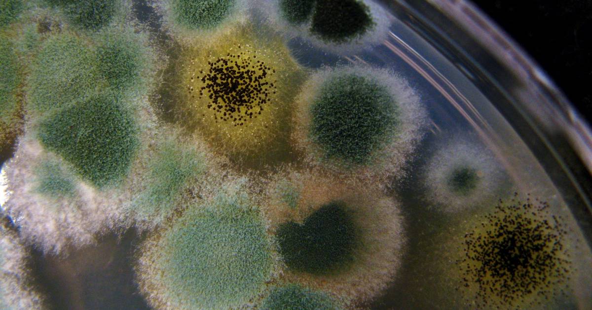 Penicilina: cómo se descubrió, cómo actúa y por qué aumenta la ...