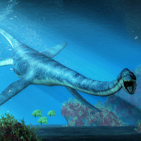 Reportajes y fotografías de Fósiles en National Geographic