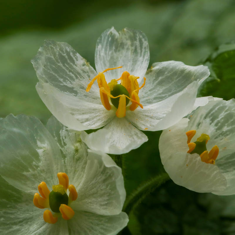 Reportajes y fotografías de Flores en National Geographic