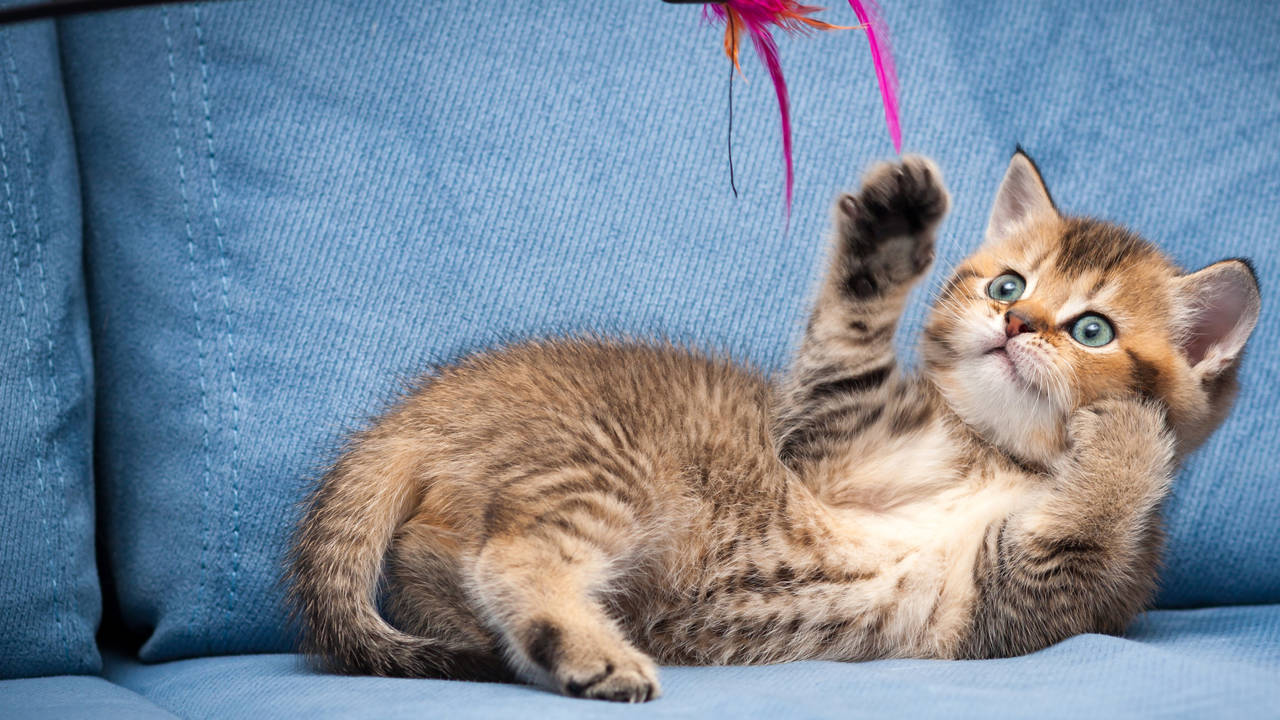 Día Internacional del Gato: La explicación a 5 comportamientos de los gatos