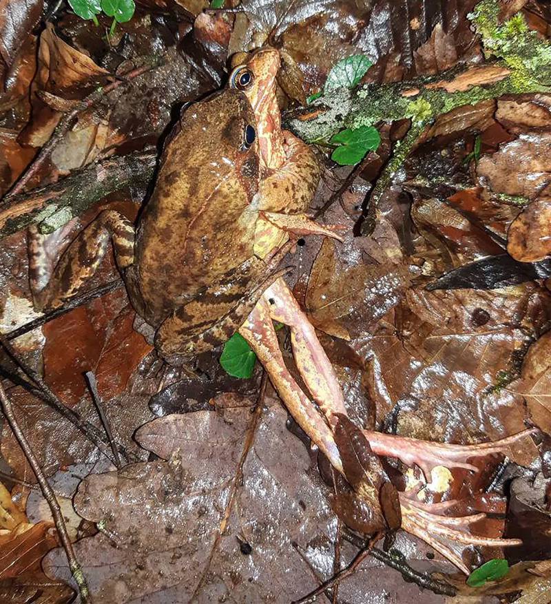 Estas hembras de rana fingen su muerte para que los machos las dejen en paz