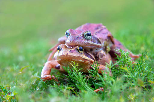 Estas hembras de rana fingen su muerte para que los machos las dejen en paz