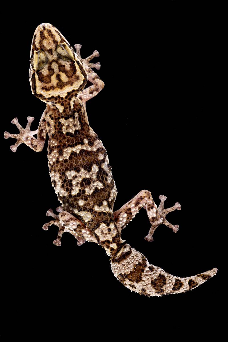Descubren una nueva especie de gecko en Madagascar y ya se encuentra en ...