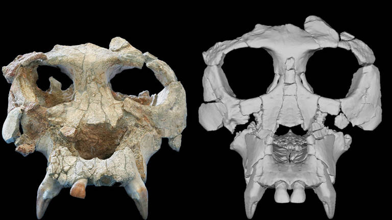 Reportajes y fotografías de Evolución en National Geographic