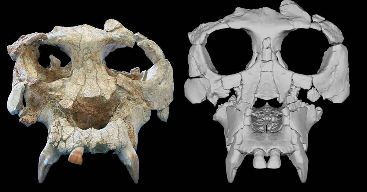 Desvelan el rostro de Pau, el famoso homínido desenterrado en Cataluña