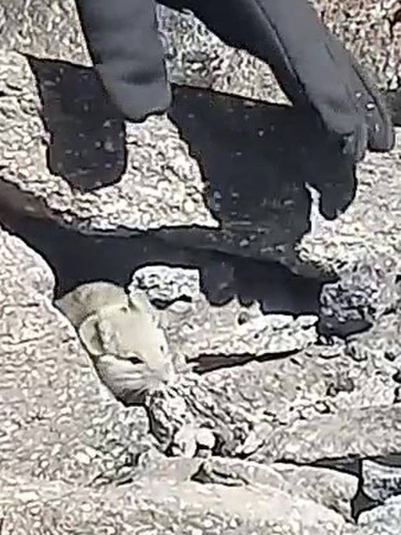 El misterio de los ratones momificados de los Andes ha sido resuelto