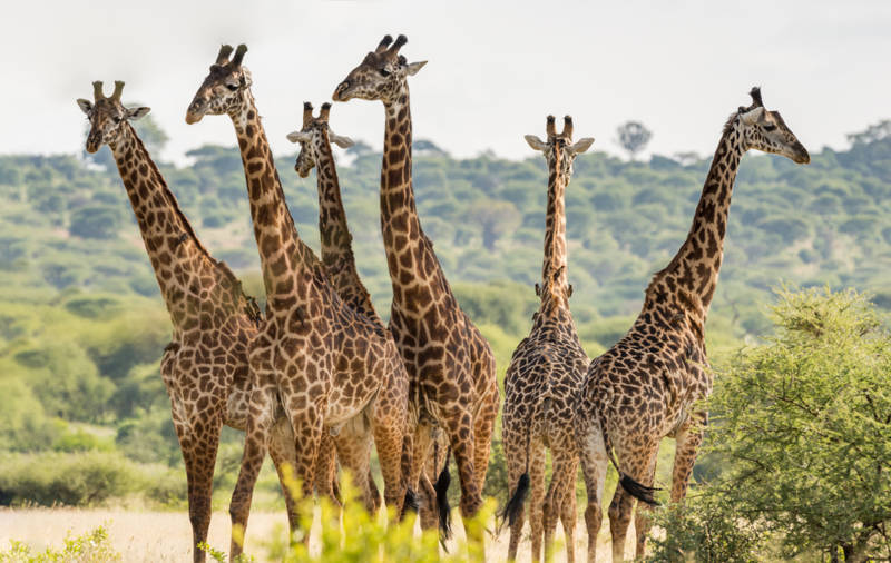 Las jirafas se encuentran desde hace años en peligro de extinción: esta ...