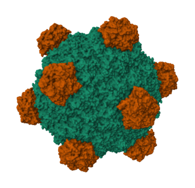 Científicos crean vida sintética: una levadura artificial que podría ...