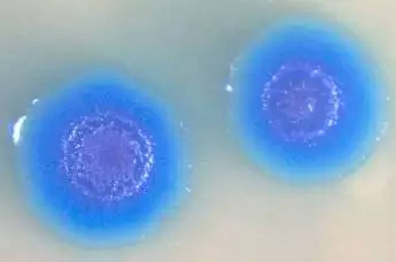 Científicos crean vida sintética: una levadura artificial que podría ...