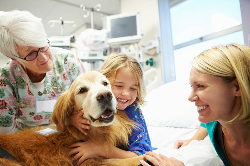 Confirmado: La terapia con perros en los hospitales ayuda a los pacientes