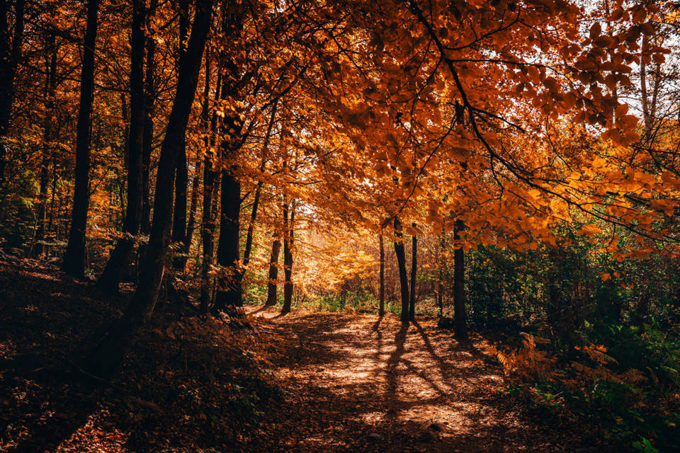 ¿Por qué las hojas de los árboles cambian de color en otoño?