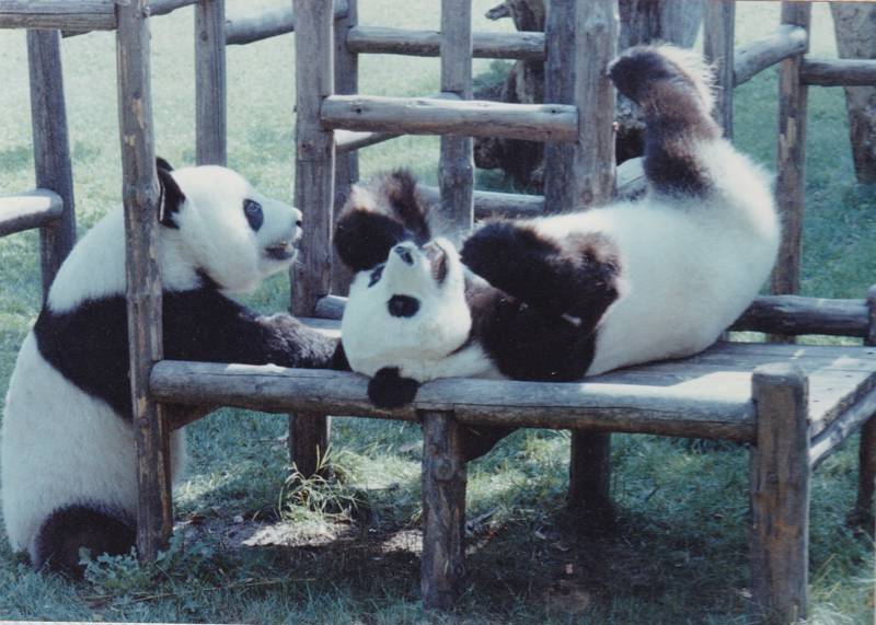 La trágica historia de Chu-Lin, el primer panda nacido en cautividad de ...