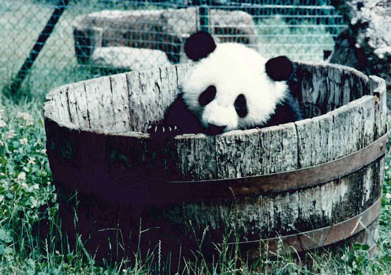 La trágica historia de Chu-Lin, el primer panda nacido en cautividad de ...