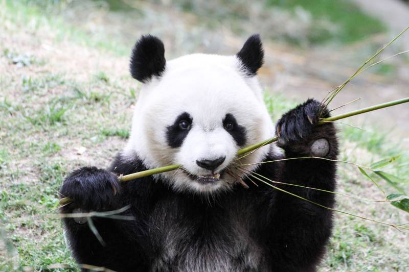 La trágica historia de Chu-Lin, el primer panda nacido en cautividad de ...
