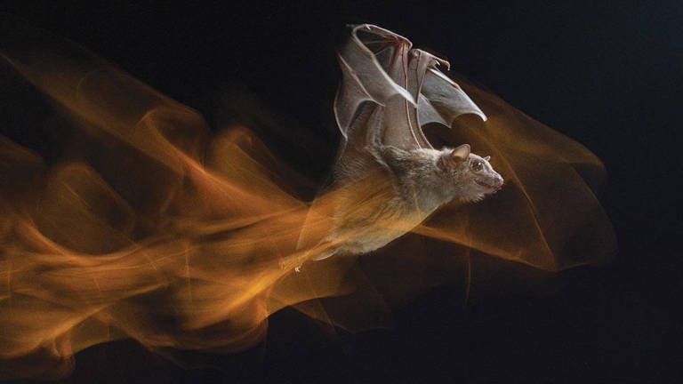 Murciélagos: fotos, qué comen y dónde viven los murciélagos