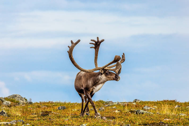 ¿Dónde están los caribúes?