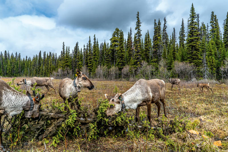 ¿Dónde están los caribúes?