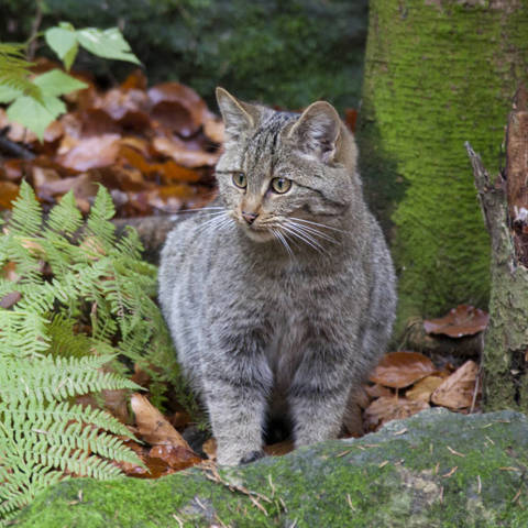 Reportajes y fotografías de Gato en National Geographic