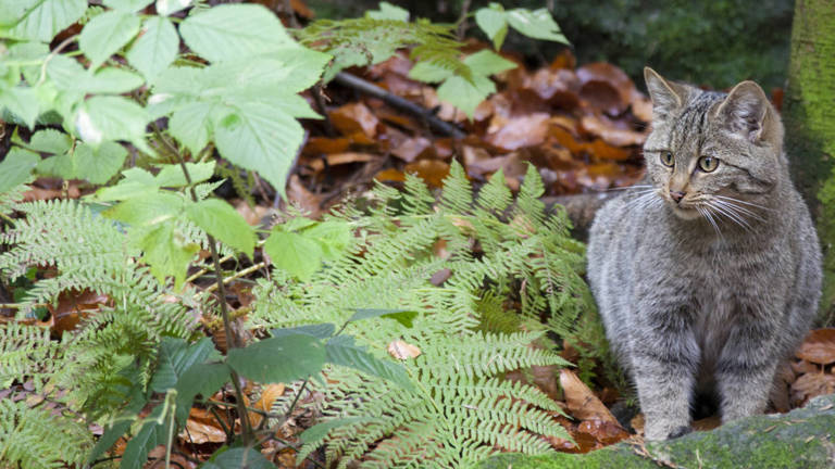 Reportajes y fotografías de Gato en National Geographic