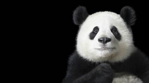 Dos nuevos pandas ya pasean por el Zoo de Madrid