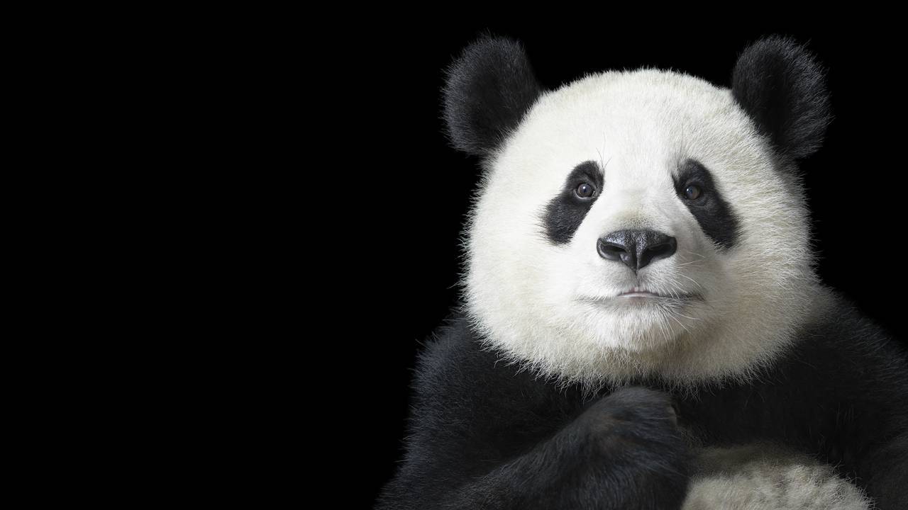 Familia Colectiva De Animales Del Oso Panda