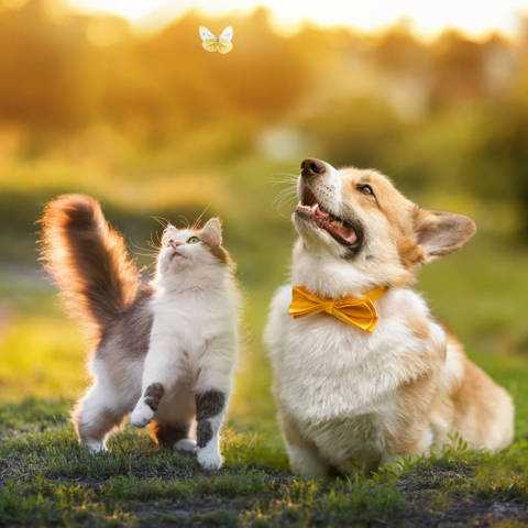 Reportajes y fotografías de Gato en National Geographic