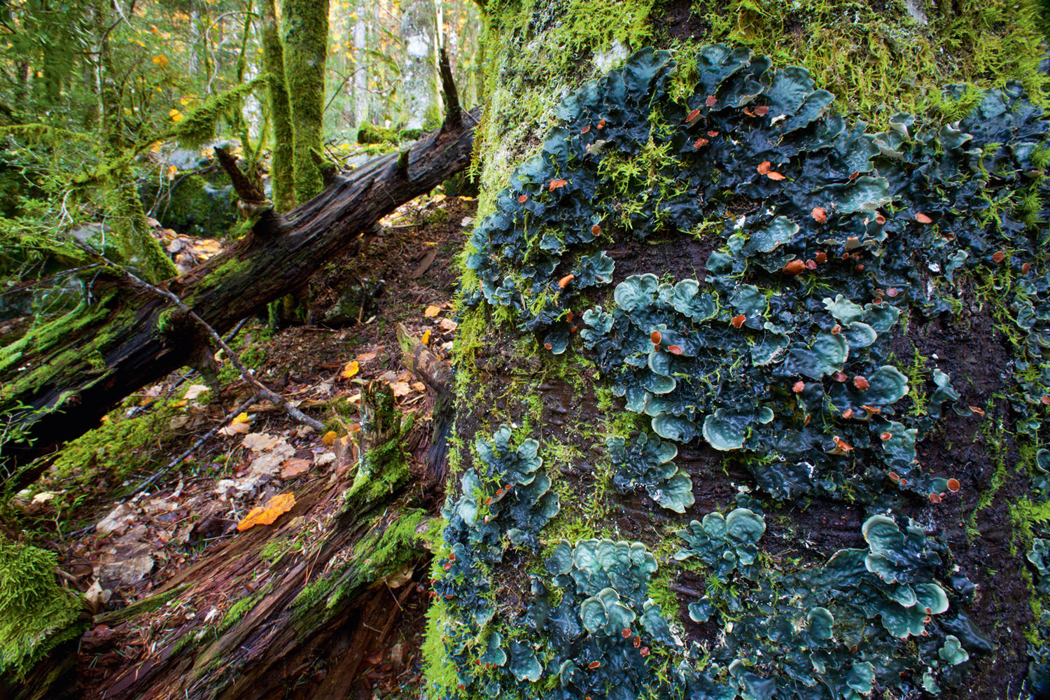 Los líquenes son bellísimos cuando los miras de cerca