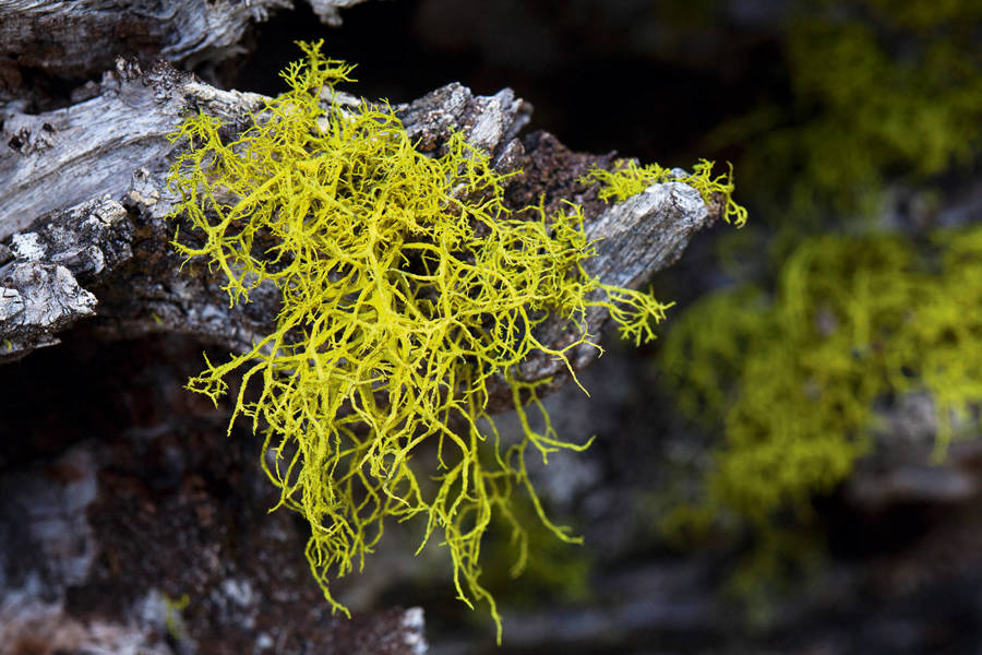 Los líquenes son bellísimos cuando los miras de cerca