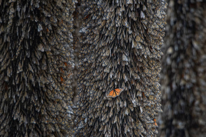 Jaime Rojo, fotógrafo de naturaleza: “La migración de la mariposa ...