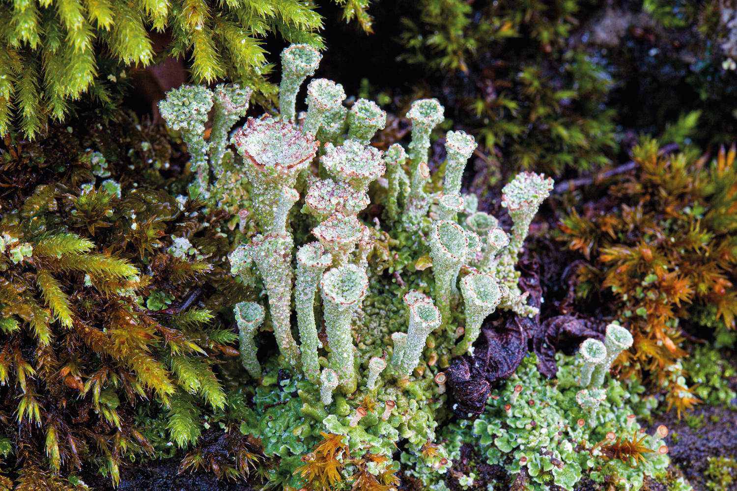 Los líquenes son bellísimos cuando los miras de cerca