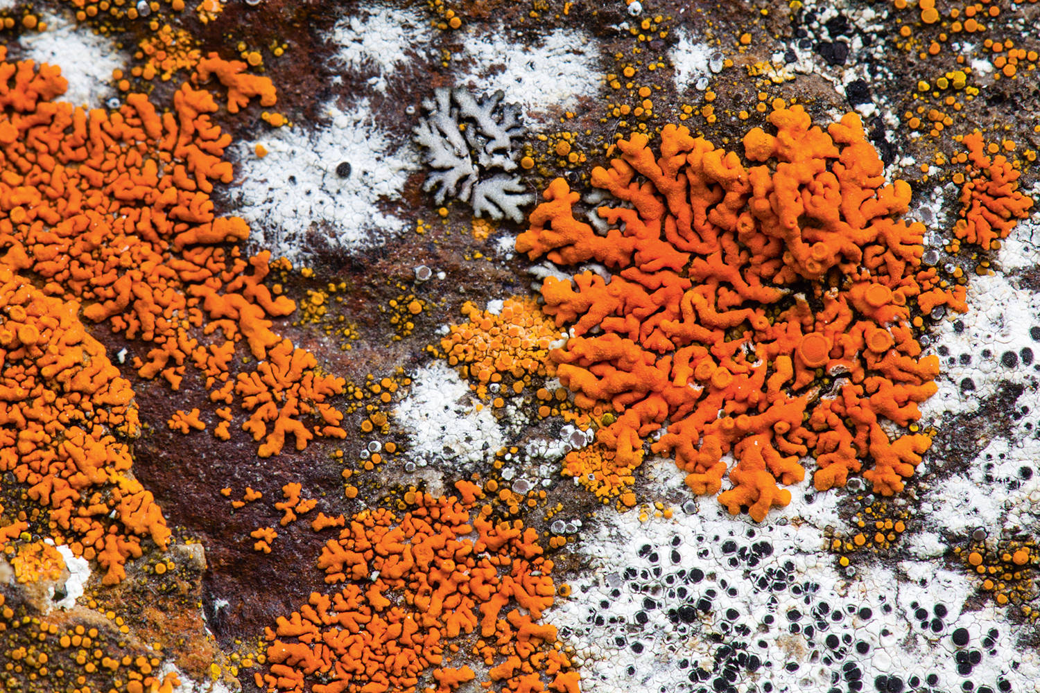 Los líquenes son bellísimos cuando los miras de cerca