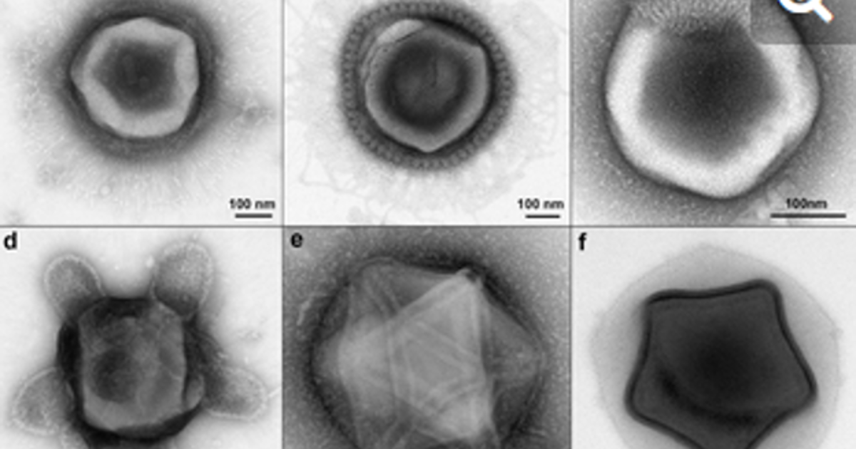Unos virus gigantes han sido descubiertos bajo la superficie terrestre
