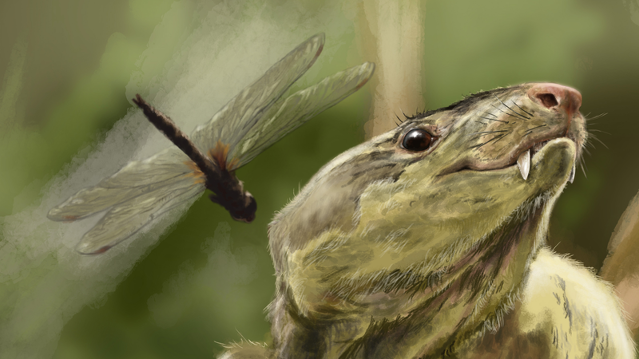 La dieta de los primeros americanos pudo contribuir a la extinción del ...