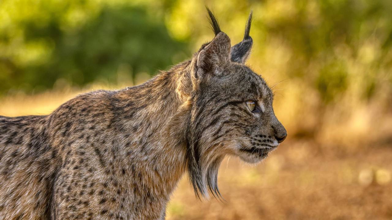 Investigan las últimas horas de un lince ibérico atropellado en Madrid