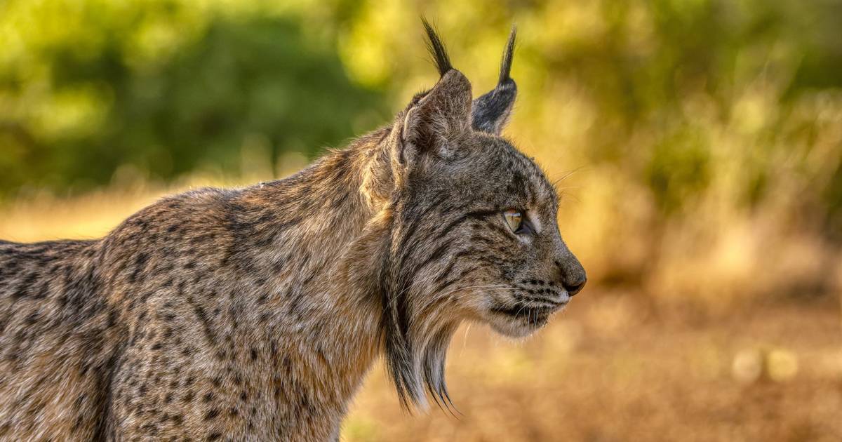 Curiosidades sobre el lince ibérico, el segundo mamífero más amenazado ...