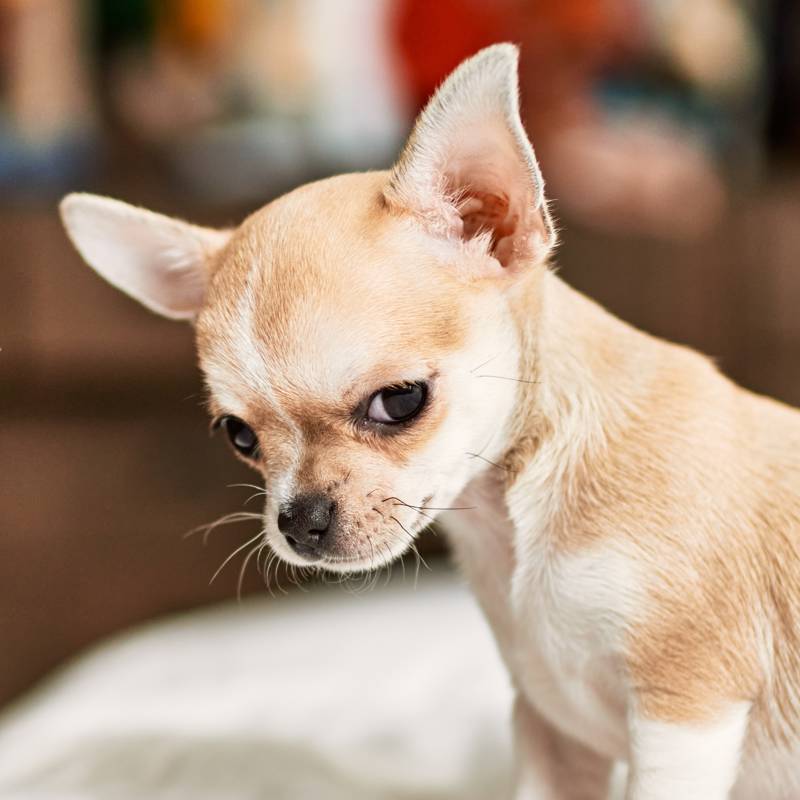 Cómo Ayuda Dormir Con Un Perro